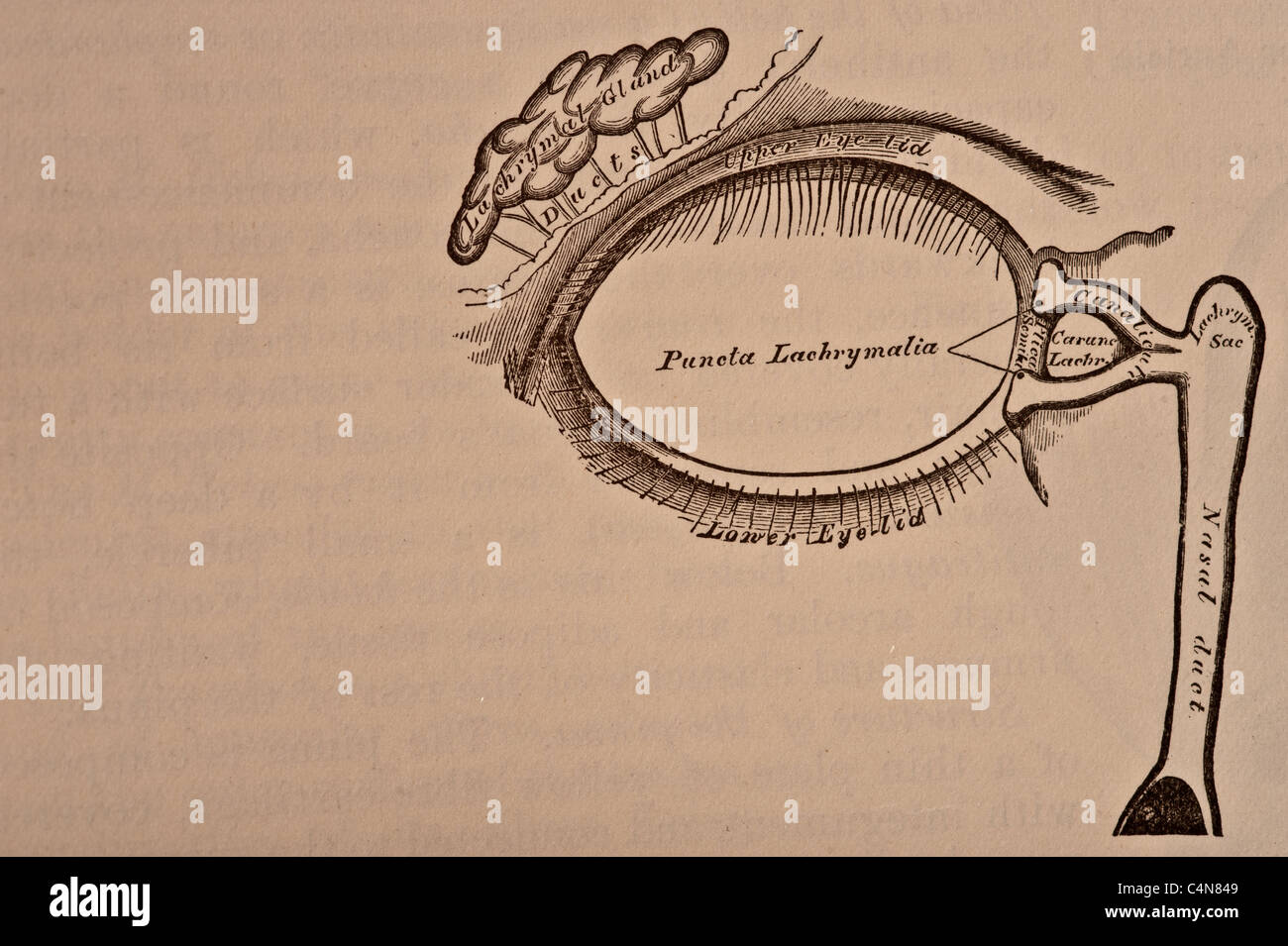 Antique medical illustration of eye disease and Ophthalmologic surgery ...