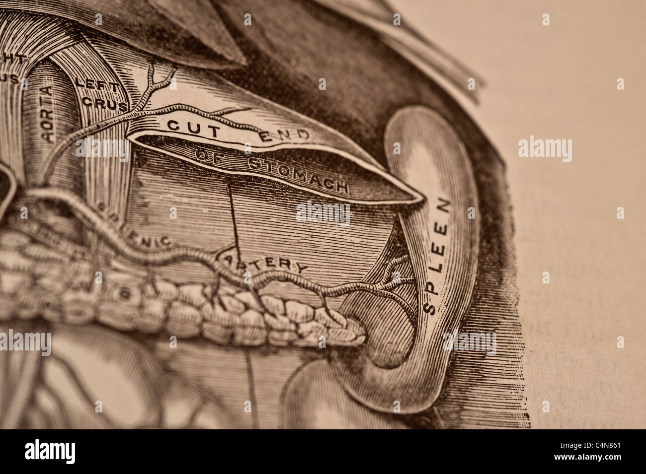 Antique medical illustration of human viscera, internal organs and the ...