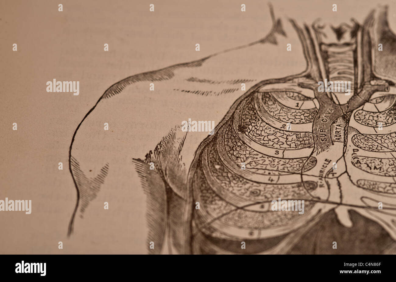 Anatomy Descriptive and Surgical Copyright 1883 Gray's Anatomy Henry ...