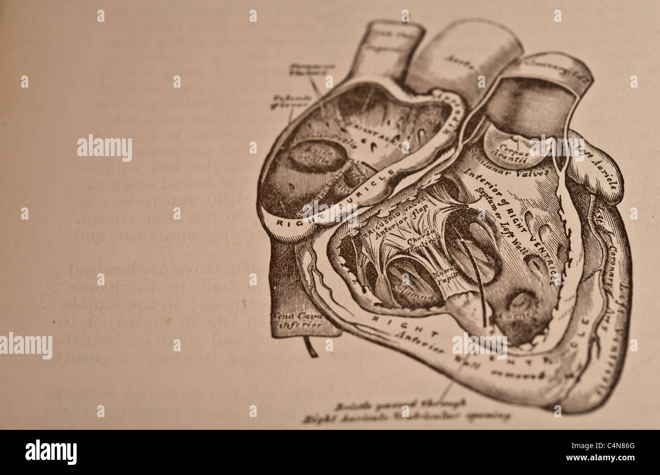 Antique medical illustration of a human heart and cardiovascular system ...