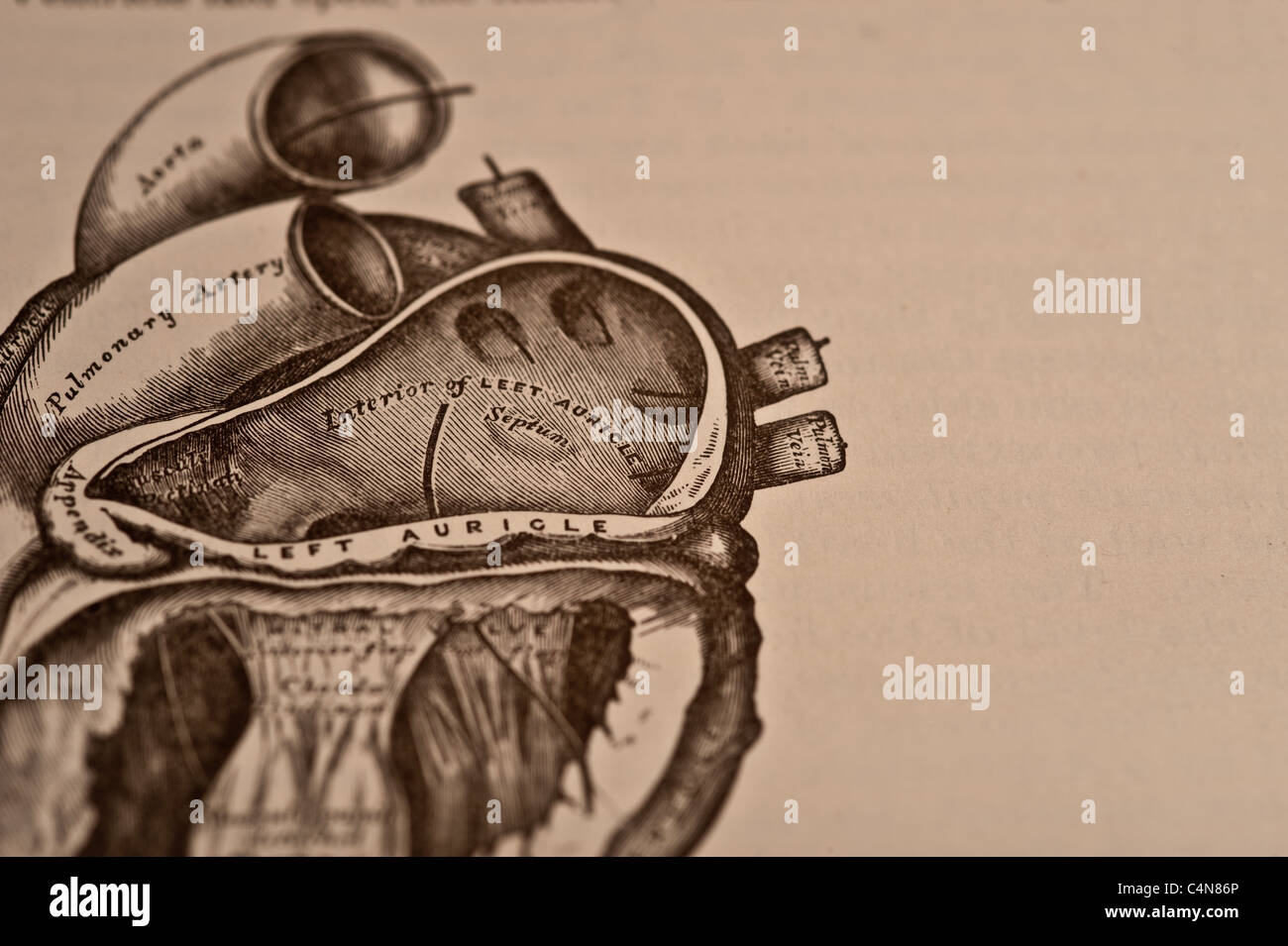 Antique medical illustration of a human heart and cardiovascular system ...