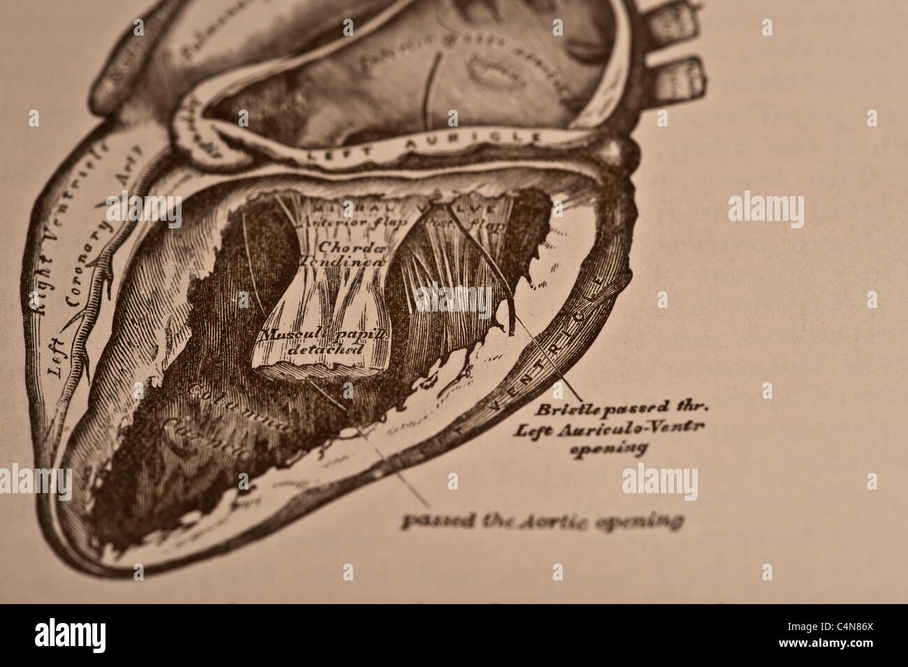 Antique medical illustration of a human heart and cardiovascular system ...