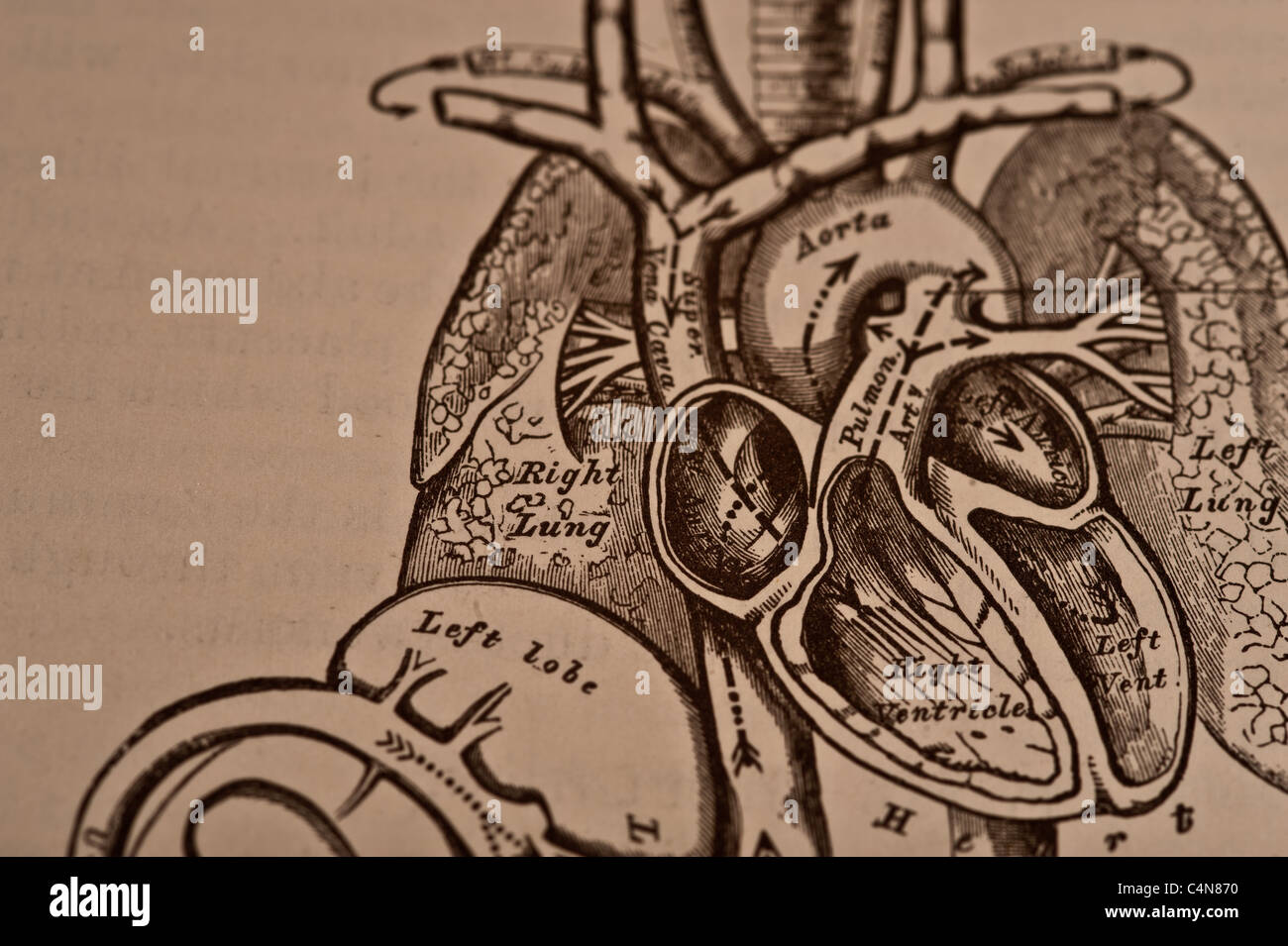 Antique medical illustration of a human heart and cardiovascular system ...