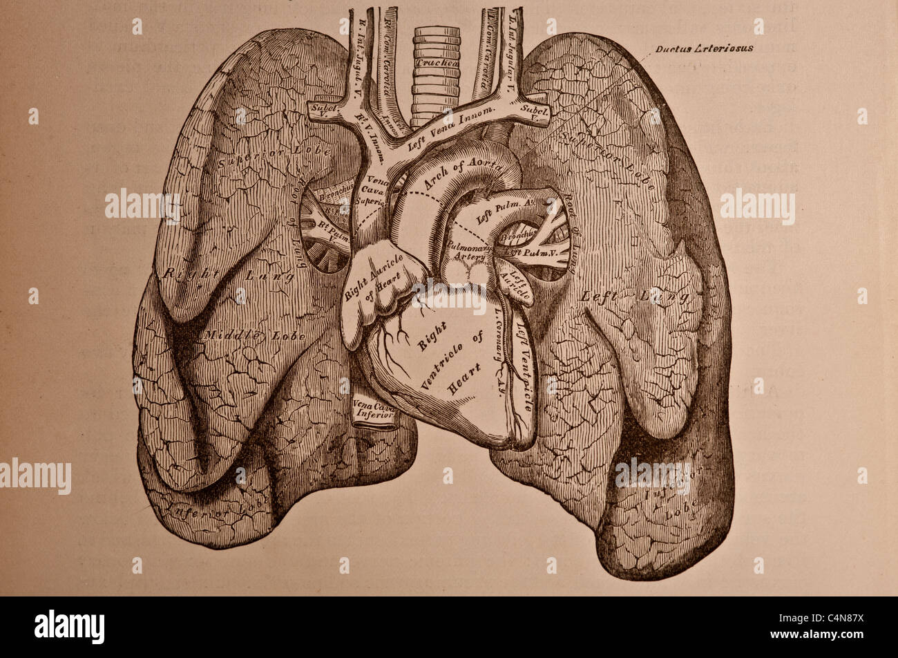 Antique medical illustration of a human heart and cardiovascular system ...