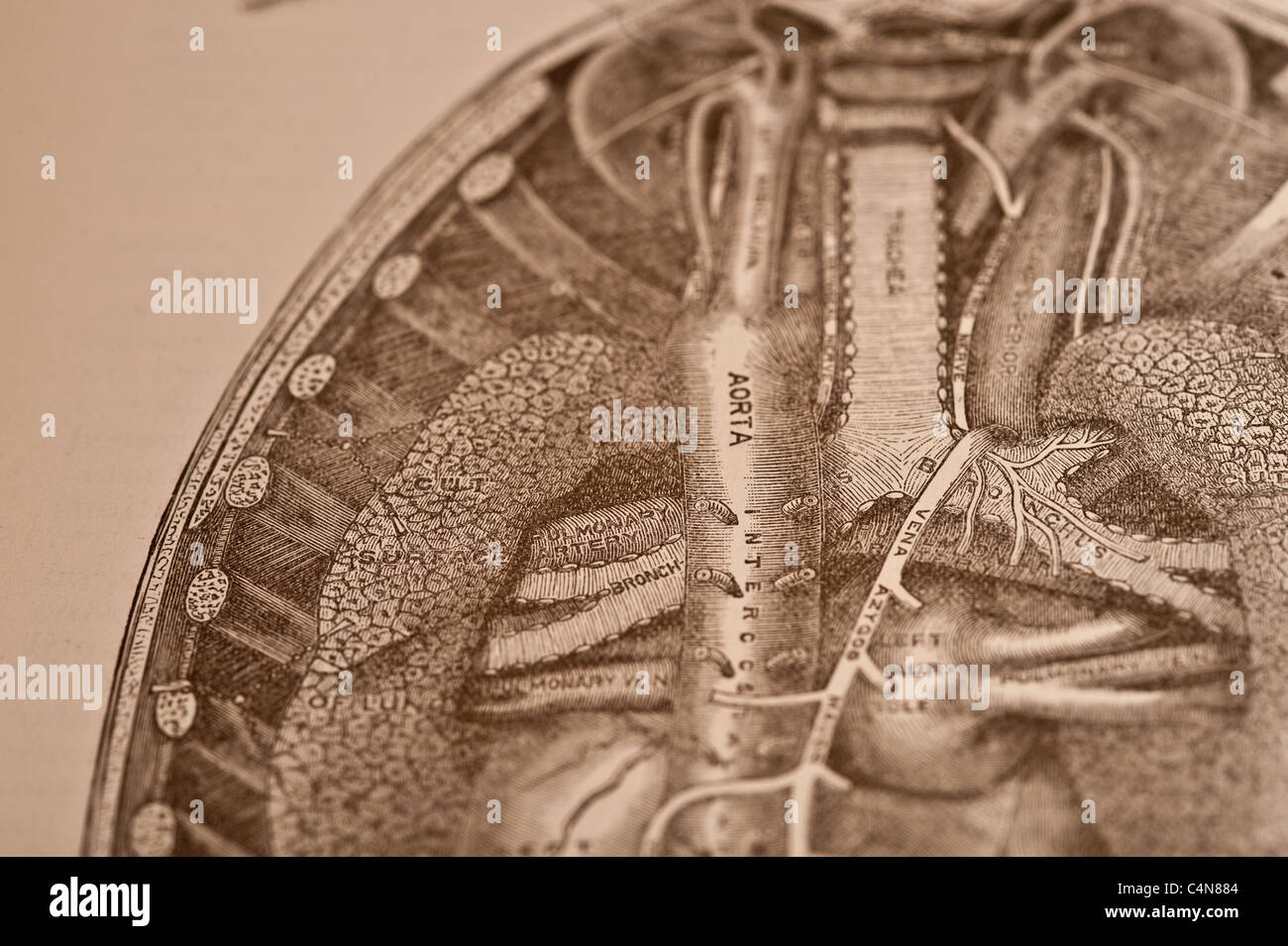 Anatomy Descriptive and Surgical Copyright 1883 Gray's Anatomy Henry ...