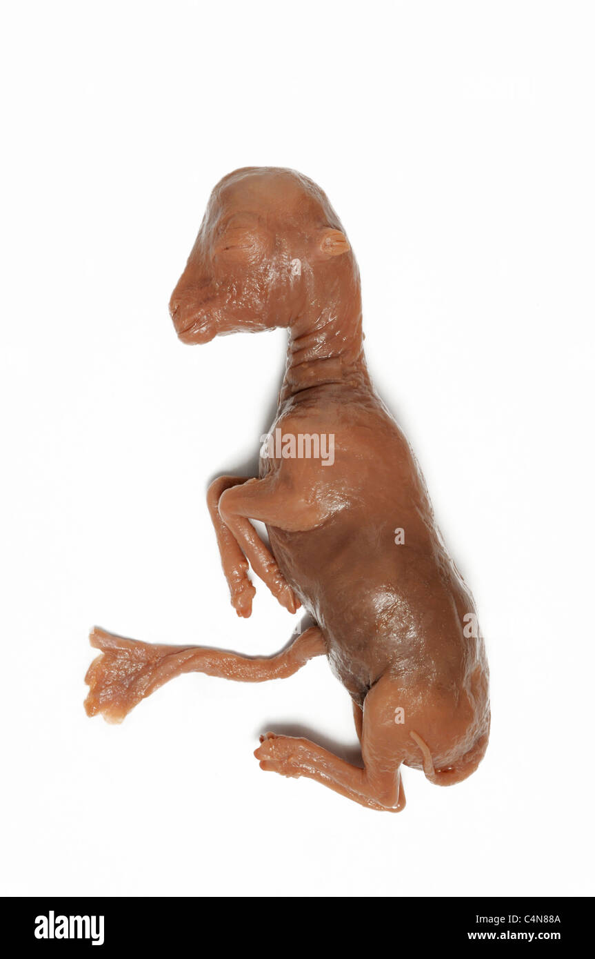 Elephant Embryo Development