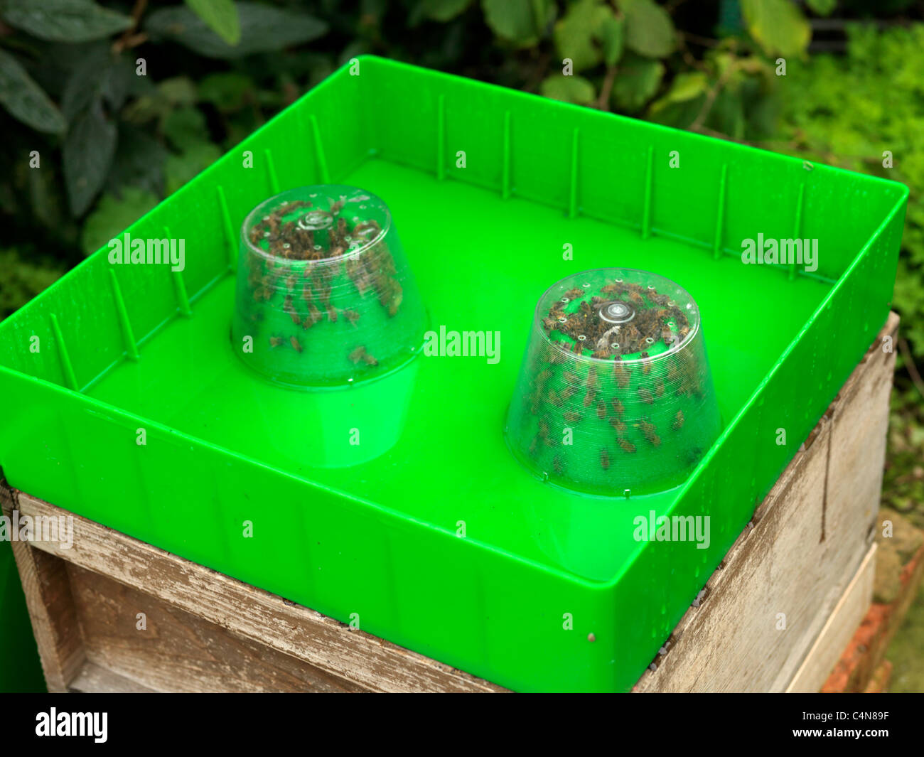 How to feed bees hi-res stock photography and images - Alamy