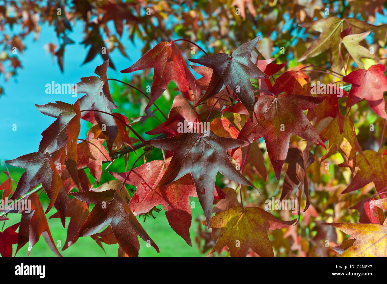 Autumn color leaves on maple tree in Bordeaux, France Stock Photo - Alamy