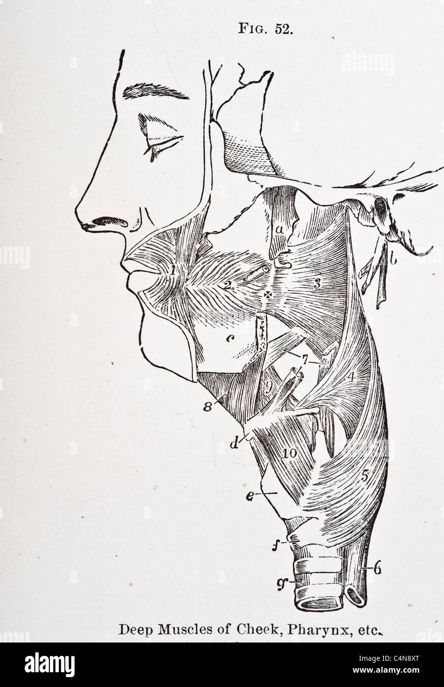1800s anatomy antique autopsy human hi-res stock photography and images ...
