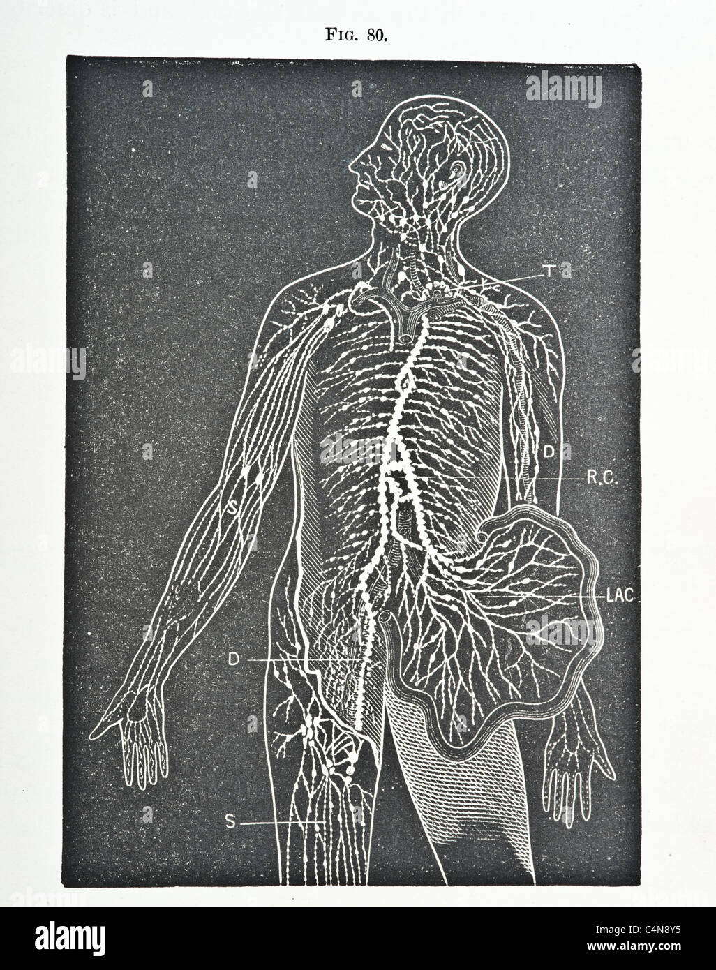 1800s anatomy antique autopsy human body illustration medical medicine ...