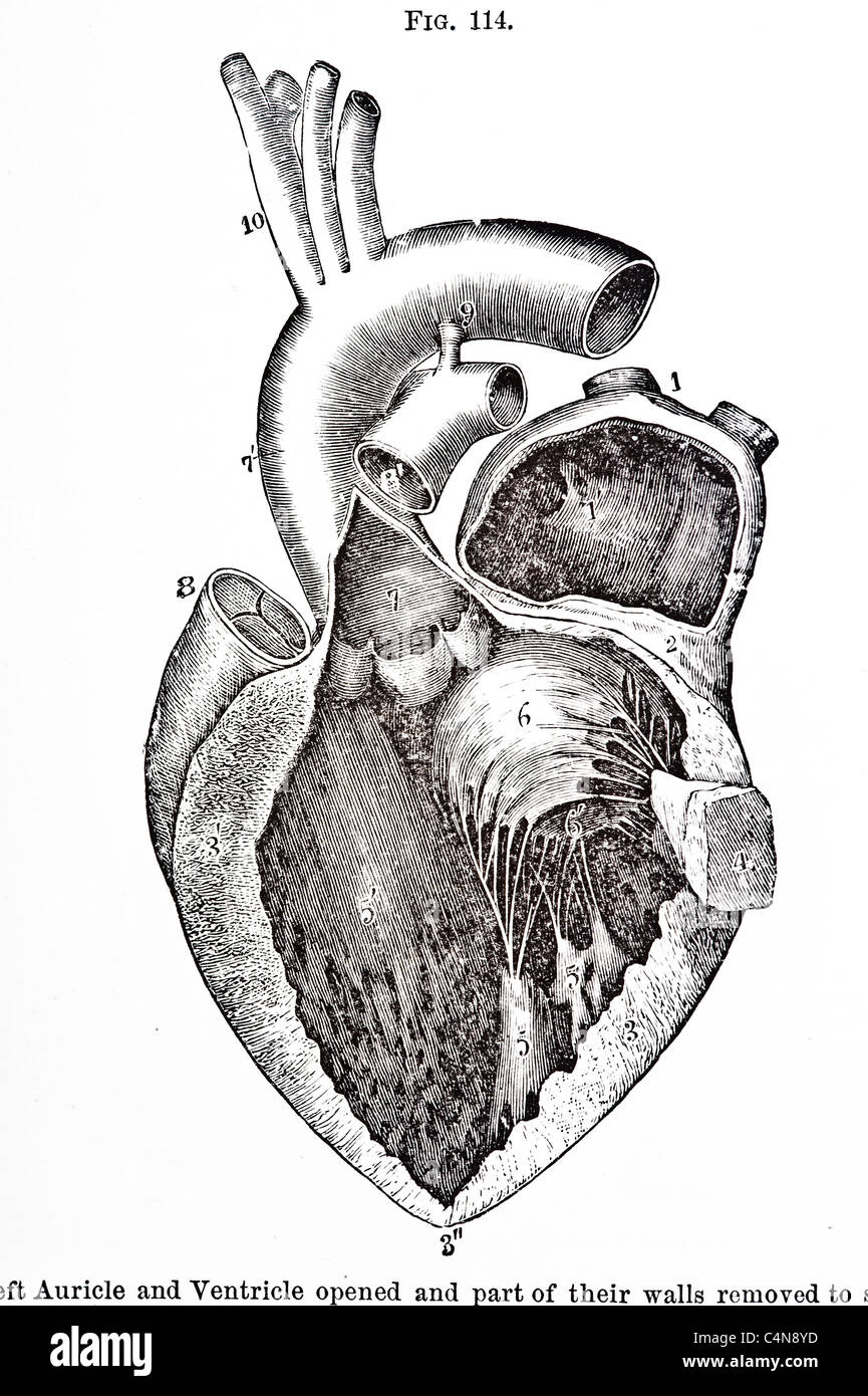 Antique medical illustration of a human heart and cardiovascular system ...