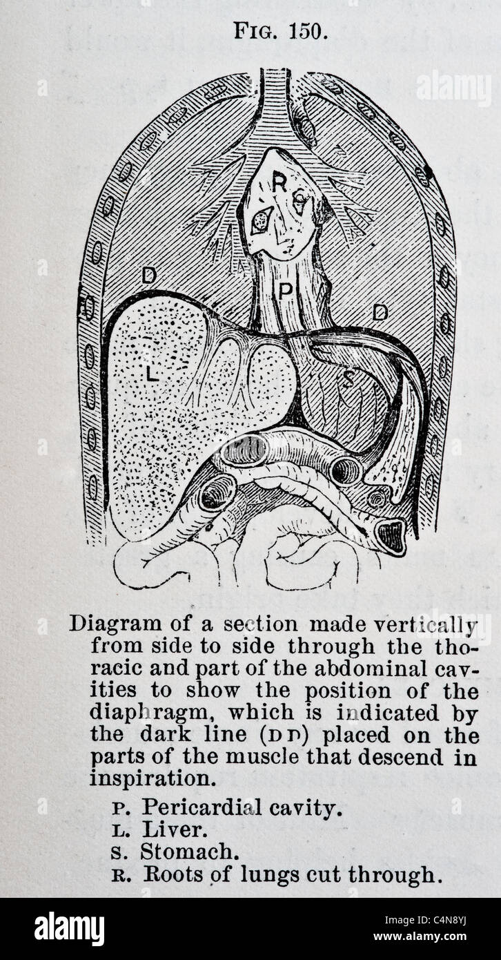 Antique medical illustration of human viscera, internal organs and the ...