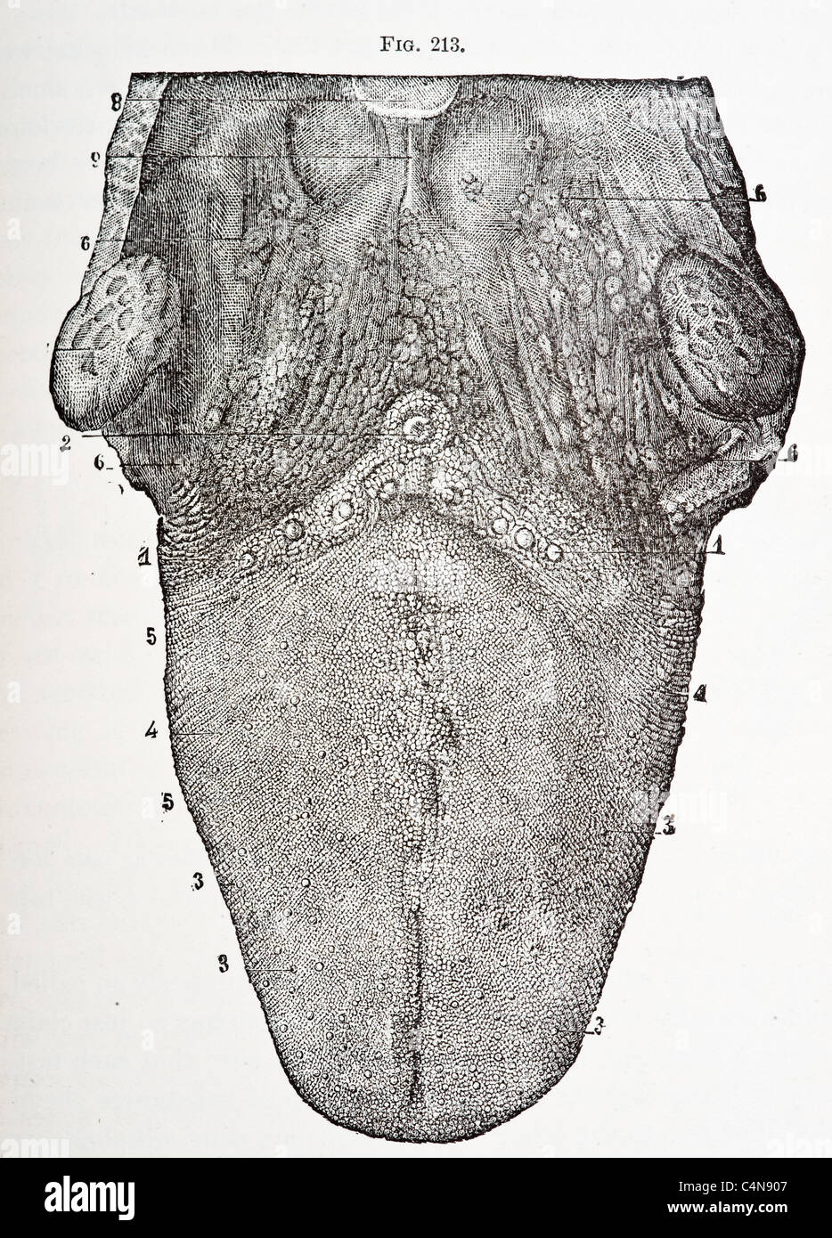 Tongue taste buds hi-res stock photography and images - Alamy
