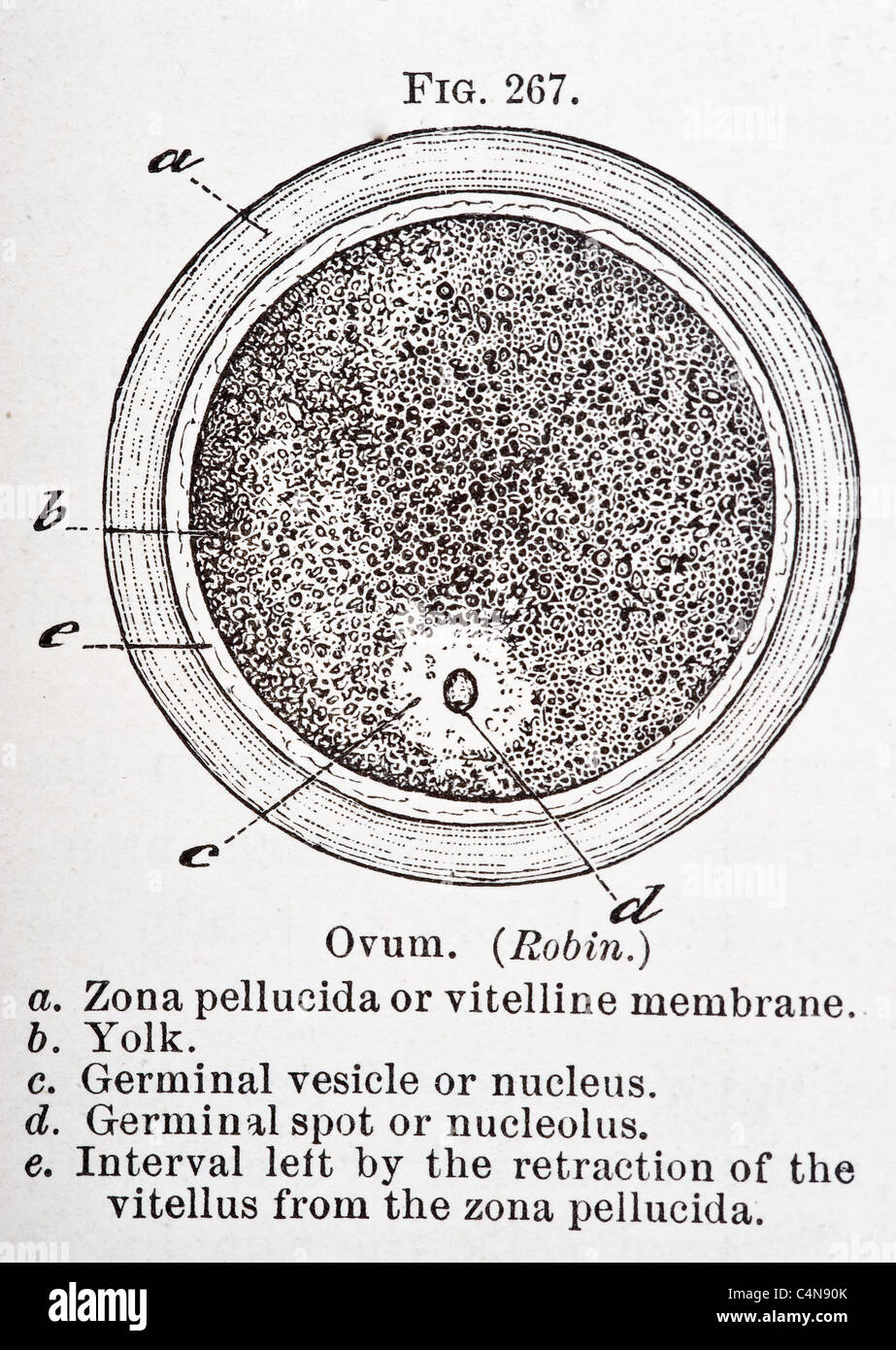 1800s anatomy antique autopsy human body illustration medical medicine ...