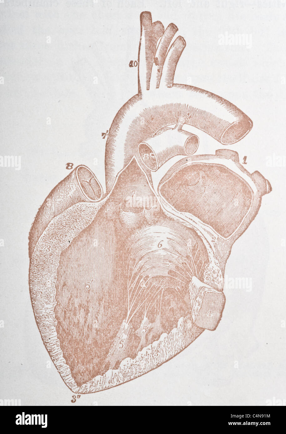 Antique medical illustration of a human heart and cardiovascular system ...