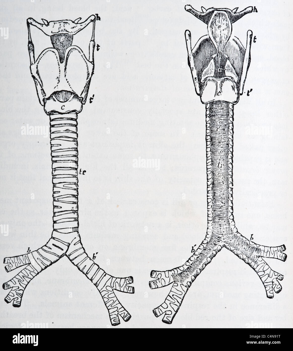 1800s anatomy antique autopsy human body illustration medical medicine ...