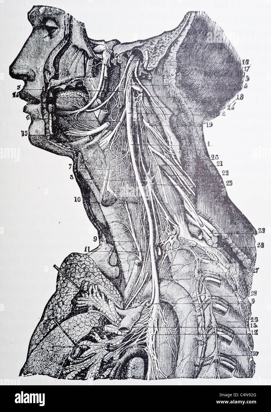 1800s anatomy antique autopsy human body illustration medical medicine ...