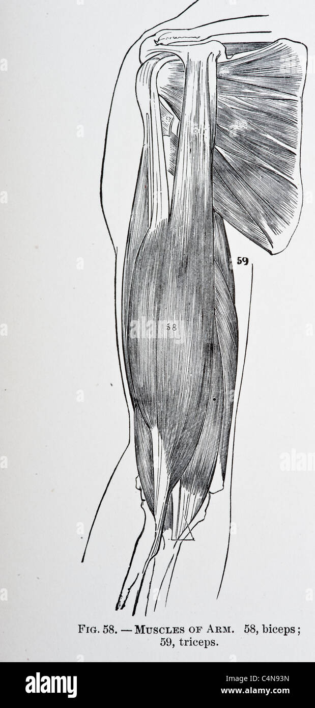 Brachioradialis muscle anatomy hi-res stock photography and images - Alamy