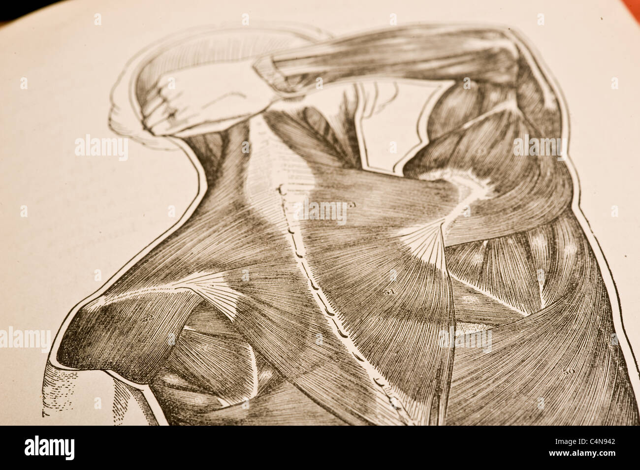 1800s anatomy antique autopsy human body illustration medical medicine ...