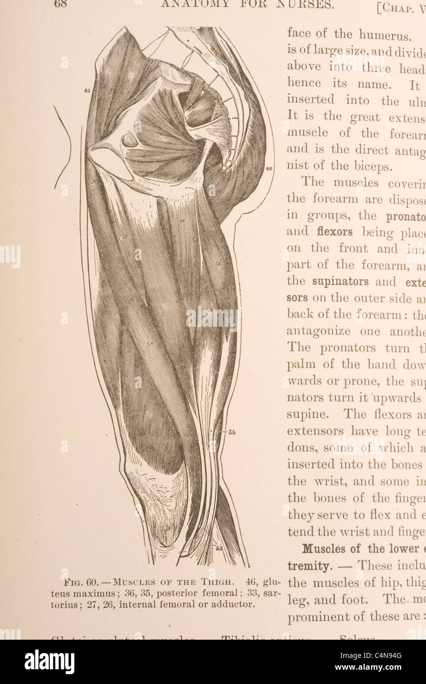 1800s anatomy antique autopsy human body illustration medical medicine ...