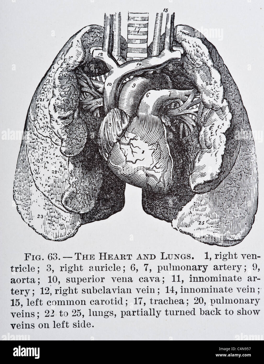 Antique medical illustration of a human heart and cardiovascular system ...