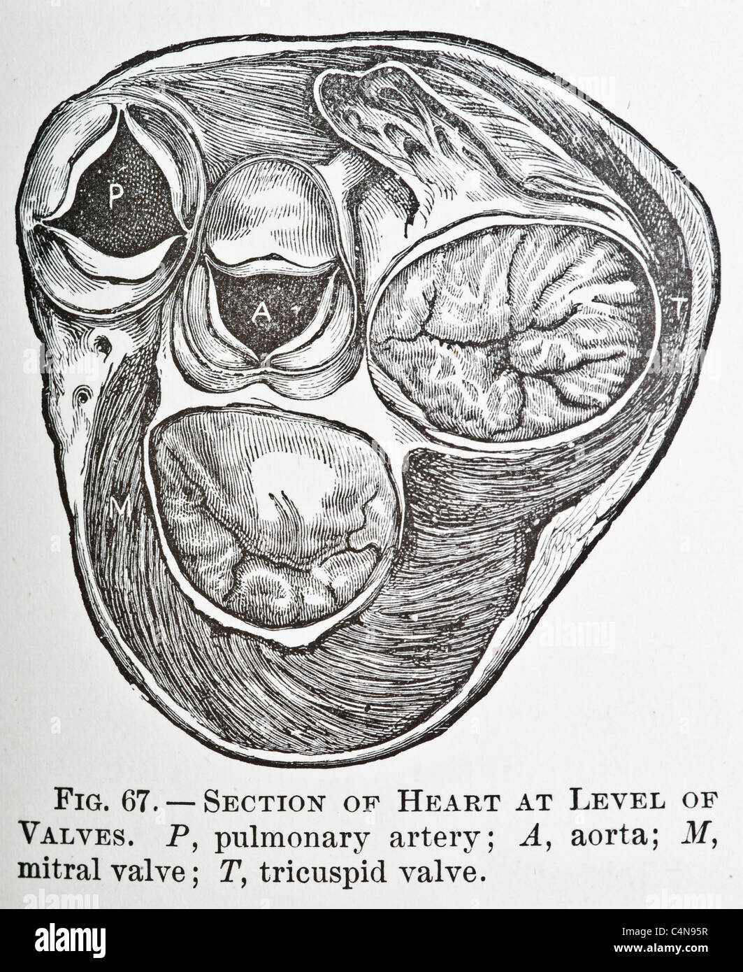 Antique medical illustration of a human heart and cardiovascular system ...