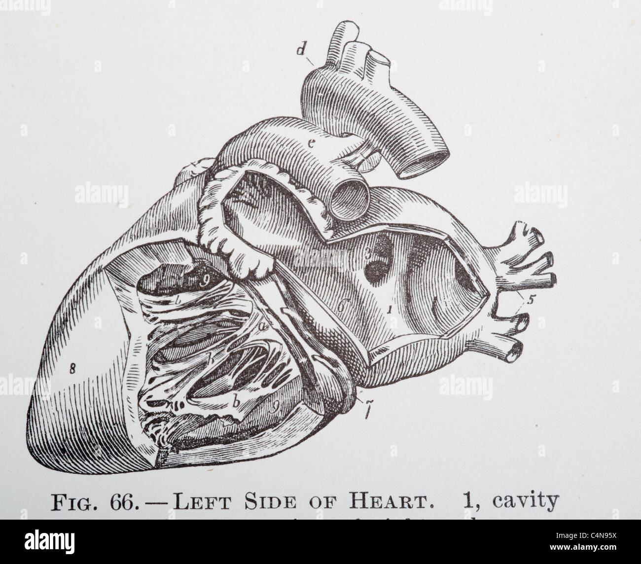 Antique medical illustration of a human heart and cardiovascular system ...