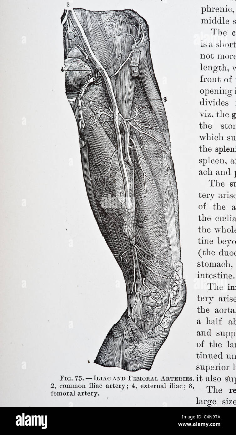 1800s anatomy antique autopsy human body illustration medical medicine ...