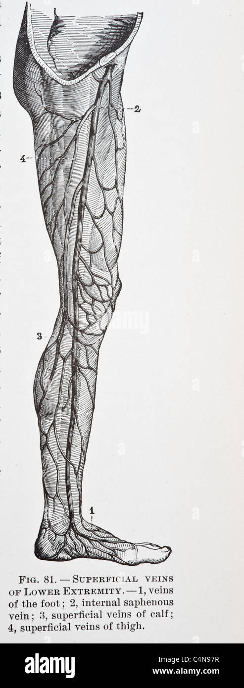 1800s anatomy antique autopsy human hi-res stock photography and images ...