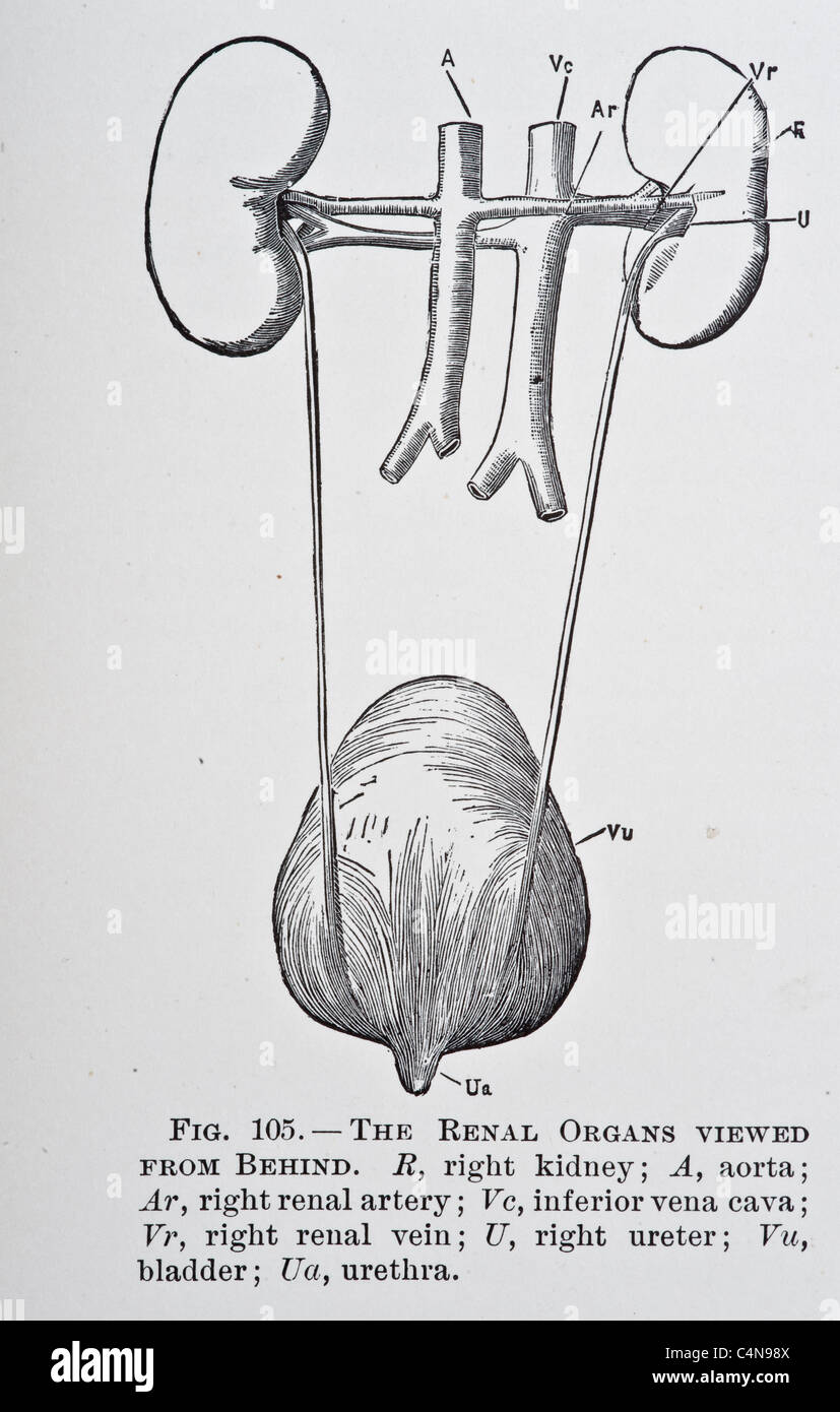 1800s anatomy antique autopsy human body illustration medical medicine ...