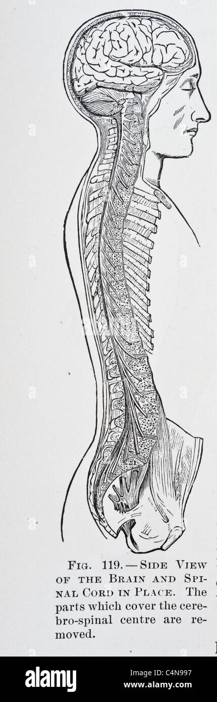 1800s anatomy antique autopsy human body illustration medical medicine ...