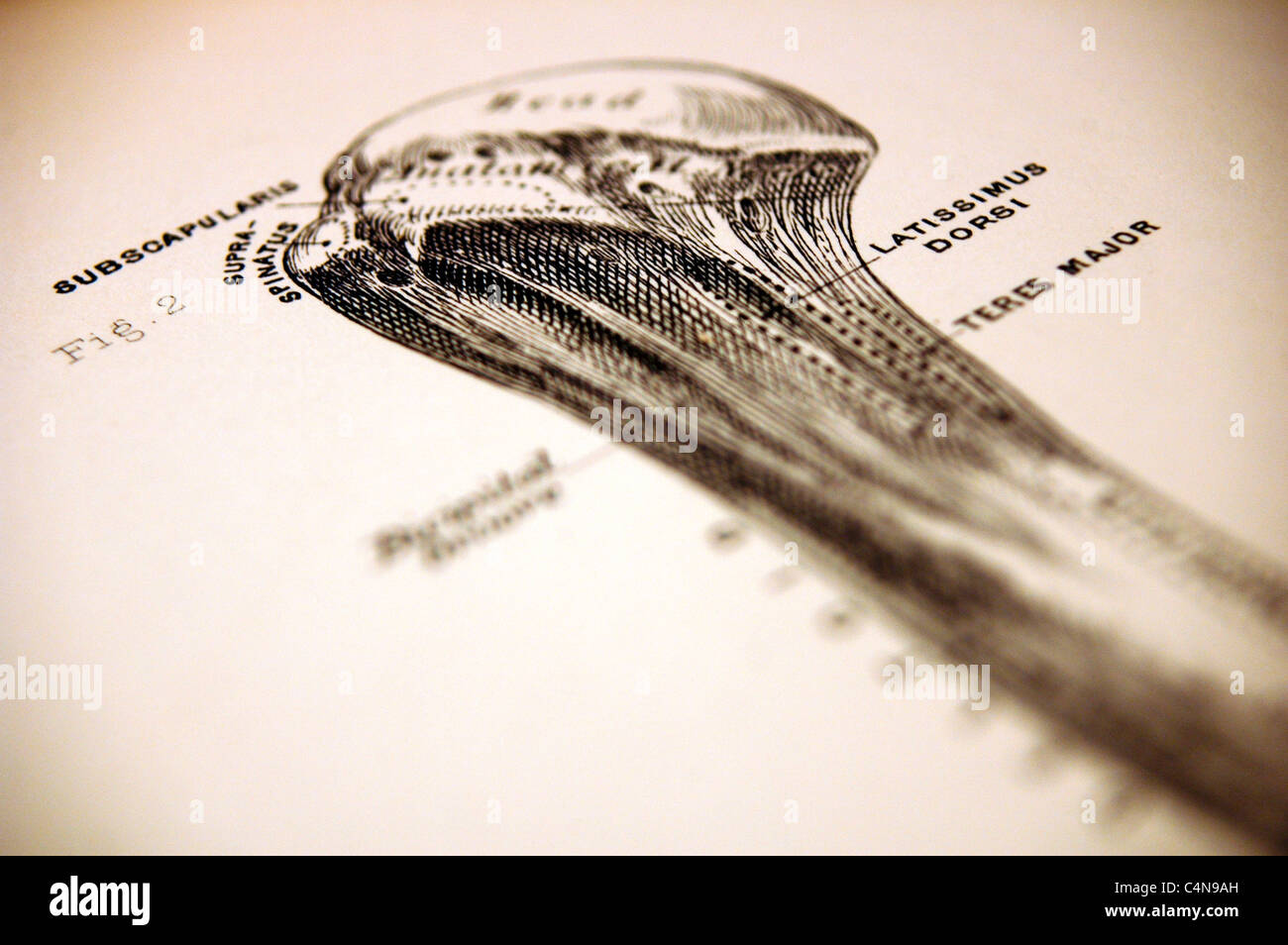 antique drawing engravings medical illustrations Stock Photo - Alamy