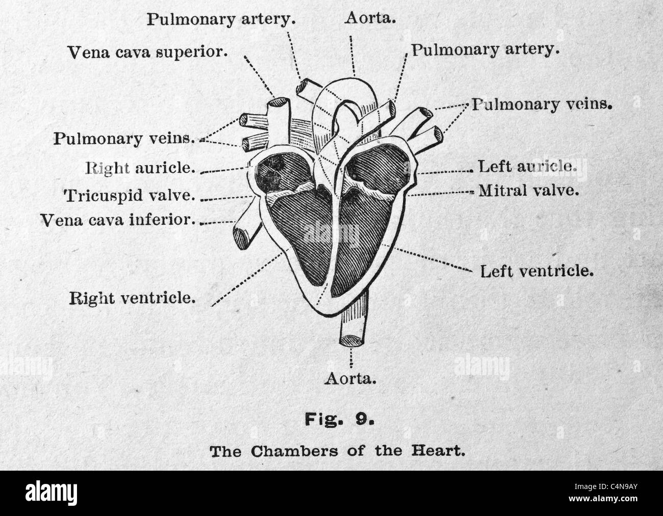 Antique medical illustration of a human heart and cardiovascular system ...