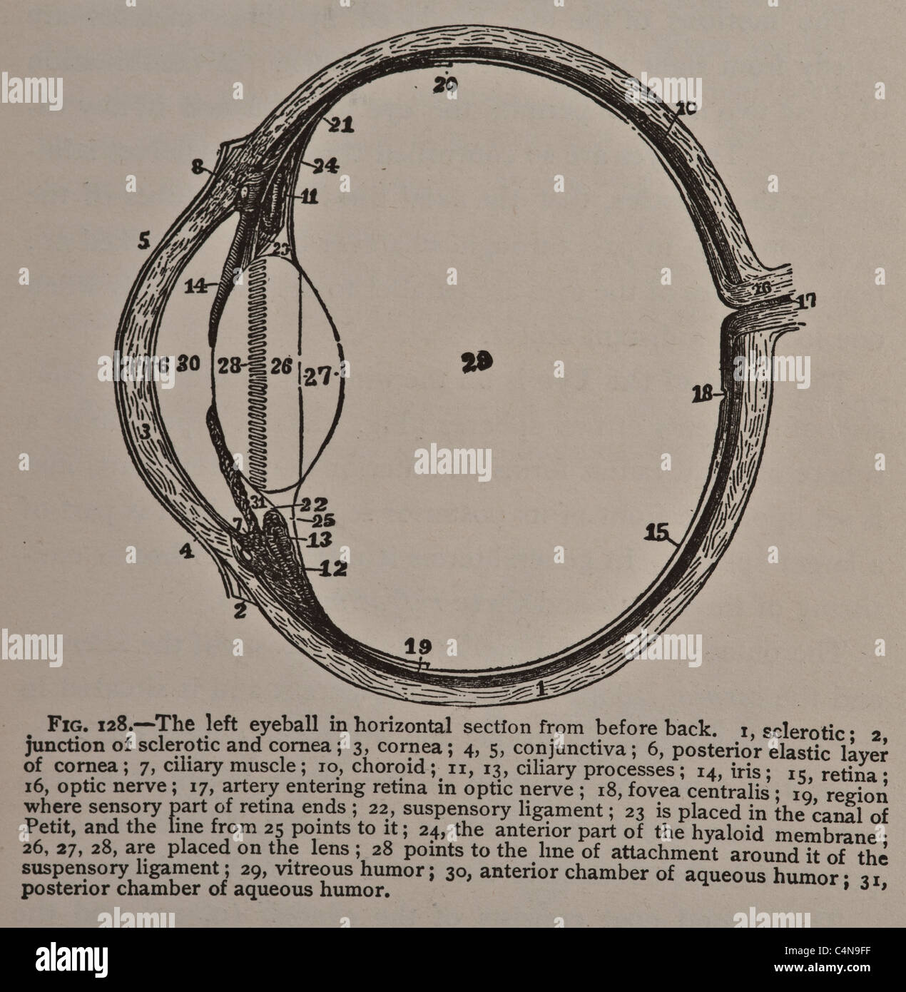 Antique medical illustration of eye disease and Ophthalmologic surgery ...