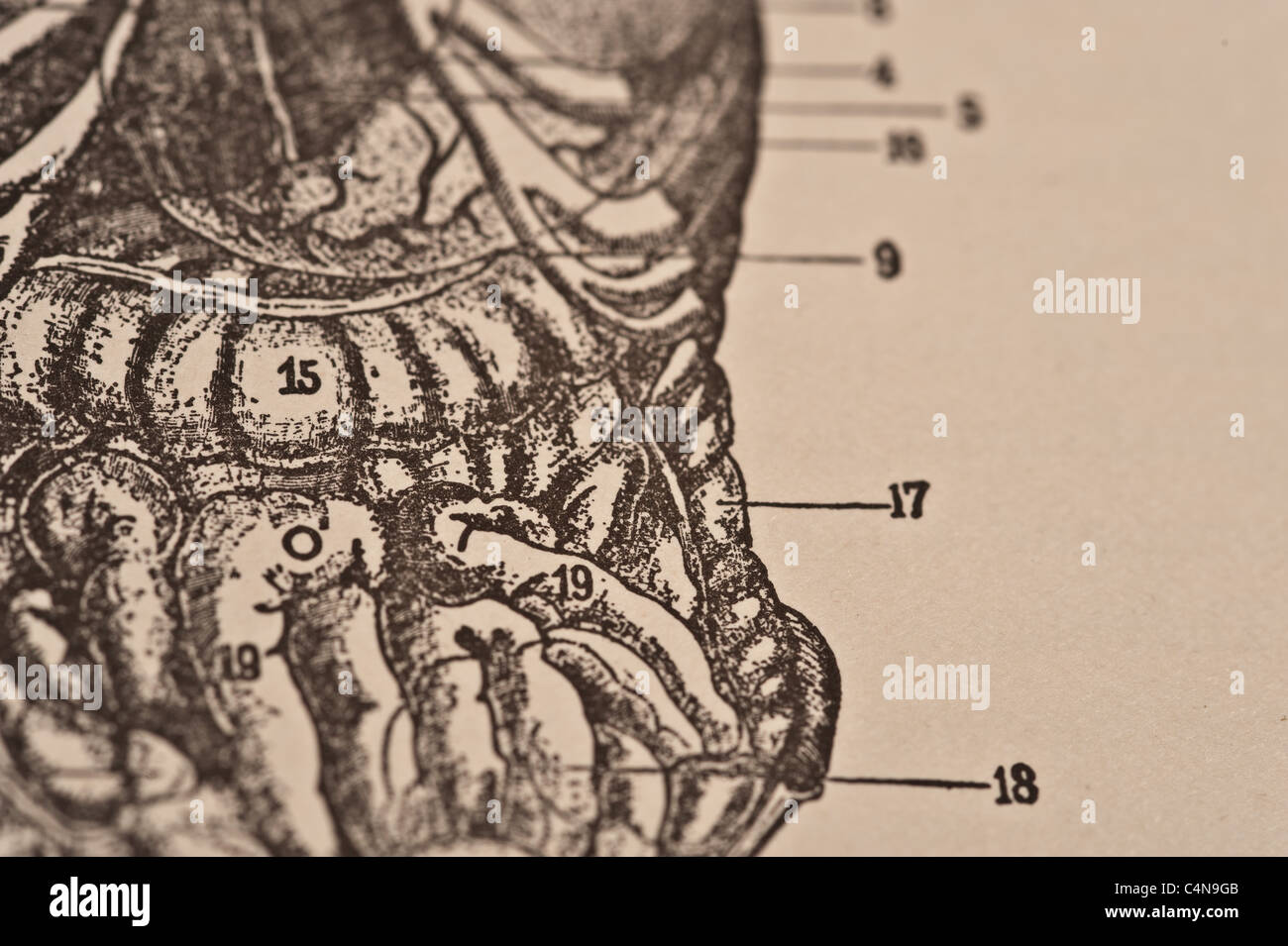 Antique medical illustration of human viscera, internal organs and the ...