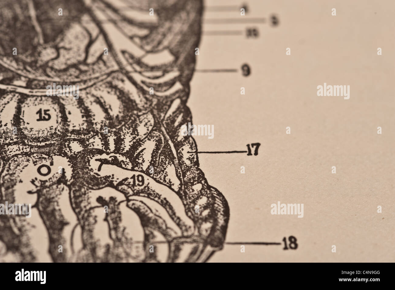 Antique medical illustration of human viscera, internal organs and the ...