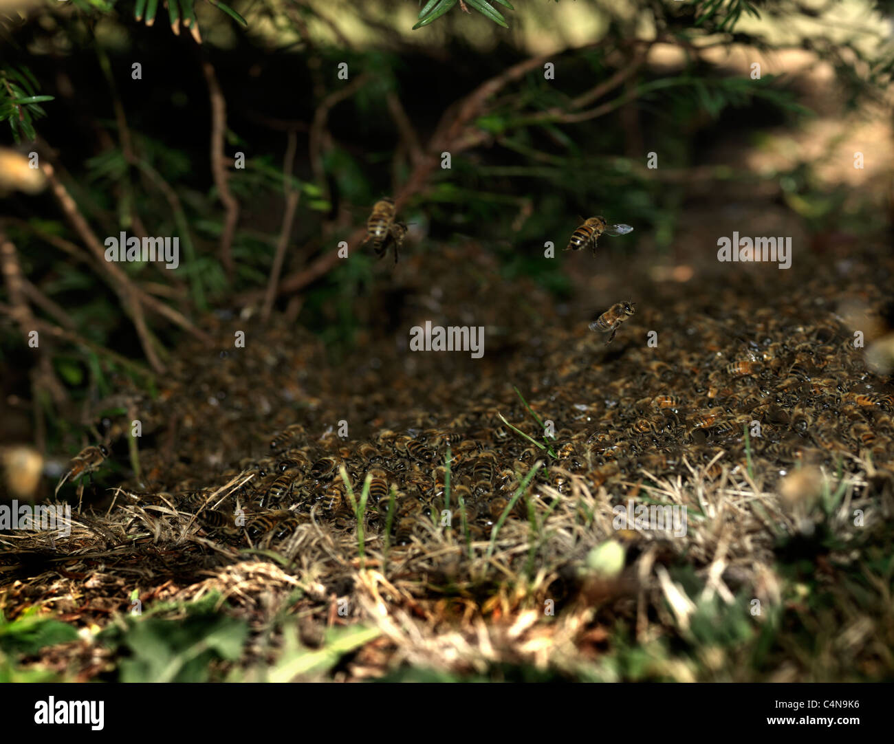Moving A Swarm Honey Bees Walking Into A Cardboard Box Following The ...
