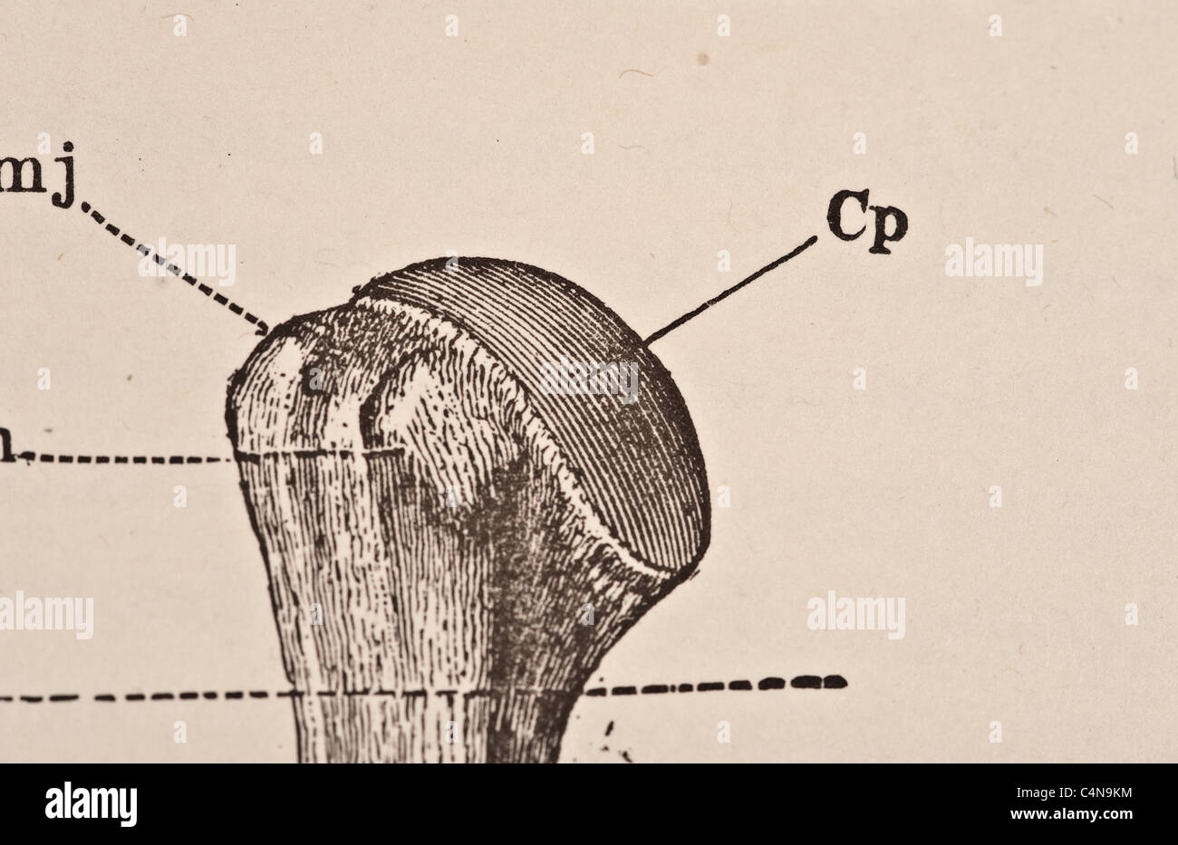 Antique medical illustration of a hip bone, ball & socket Stock Photo ...
