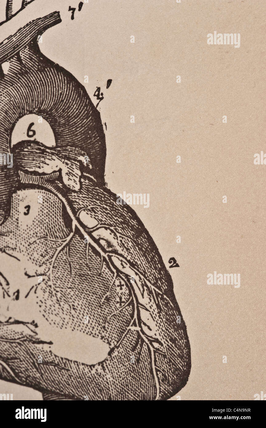 Antique medical illustration of a human heart and cardiovascular system ...