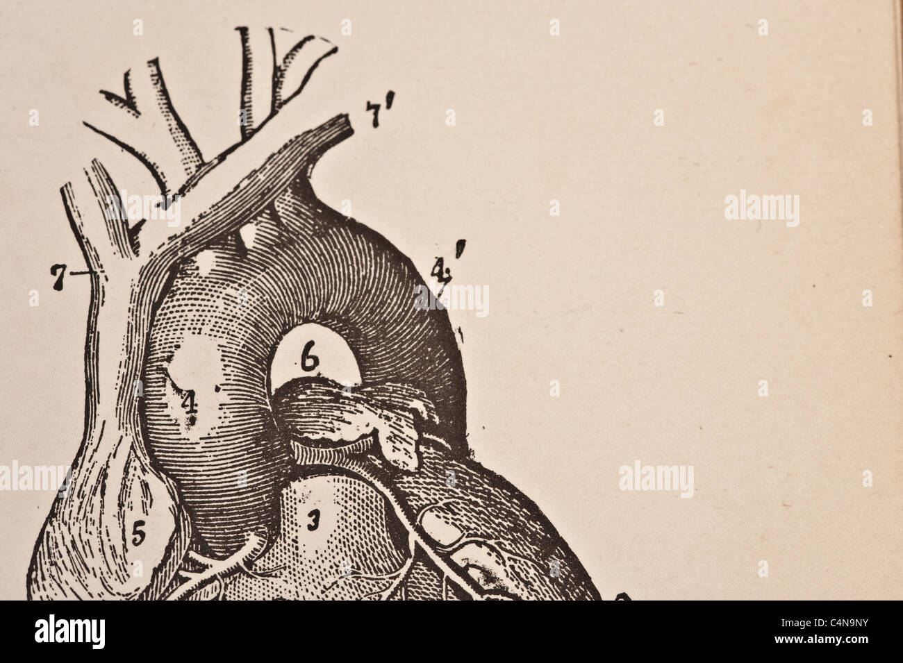Antique medical illustration of a human heart and cardiovascular system ...
