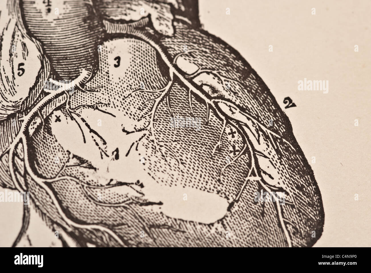 Antique medical illustration of a human heart and cardiovascular system ...