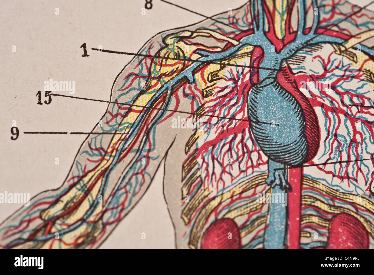 Abdominal angina hi-res stock photography and images - Alamy