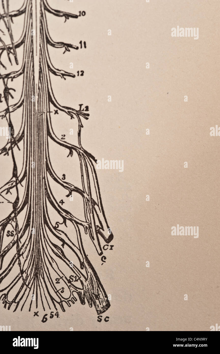 Antique Medical Illustration of a Spine Stock Photo - Alamy