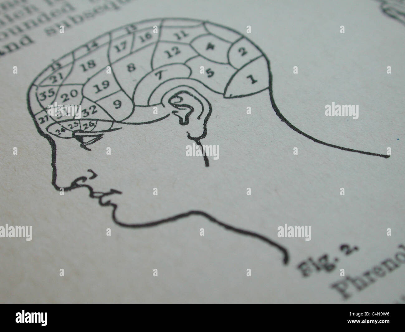 Antique Illustration of the study of Phrenology Stock Photo - Alamy