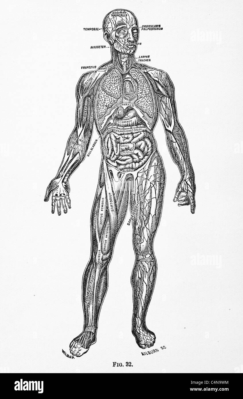 Antique medical illustration of human viscera, internal organs and the ...