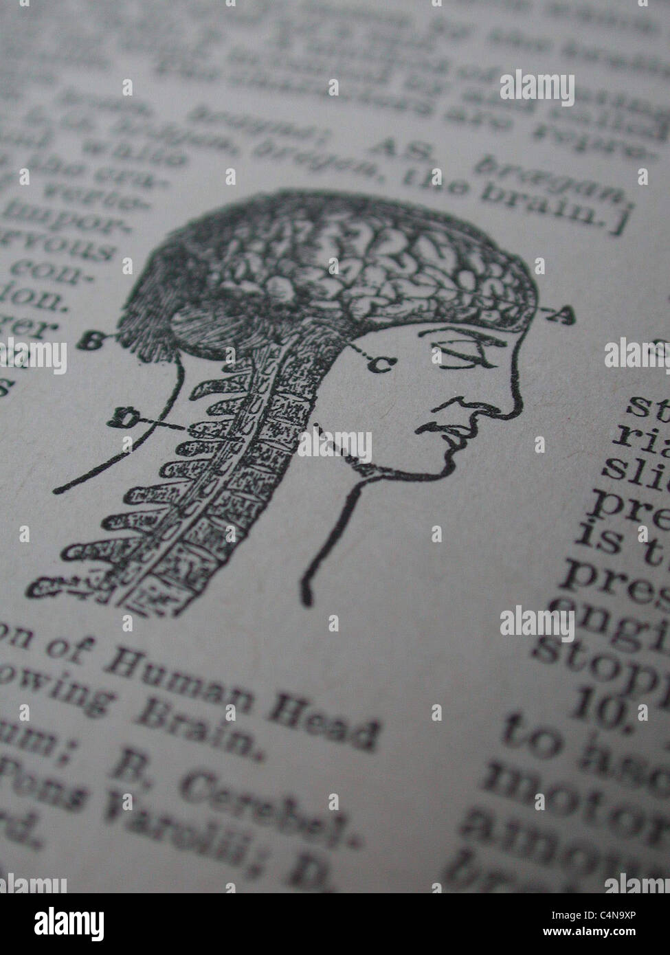 Antique medical illustration of skull, cranium, brain, head, face Stock ...