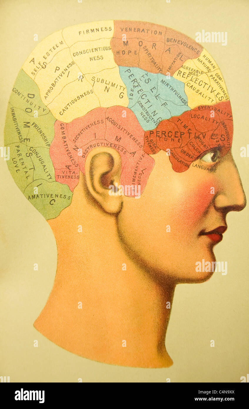 Phrenology head illustration hi-res stock photography and images - Alamy