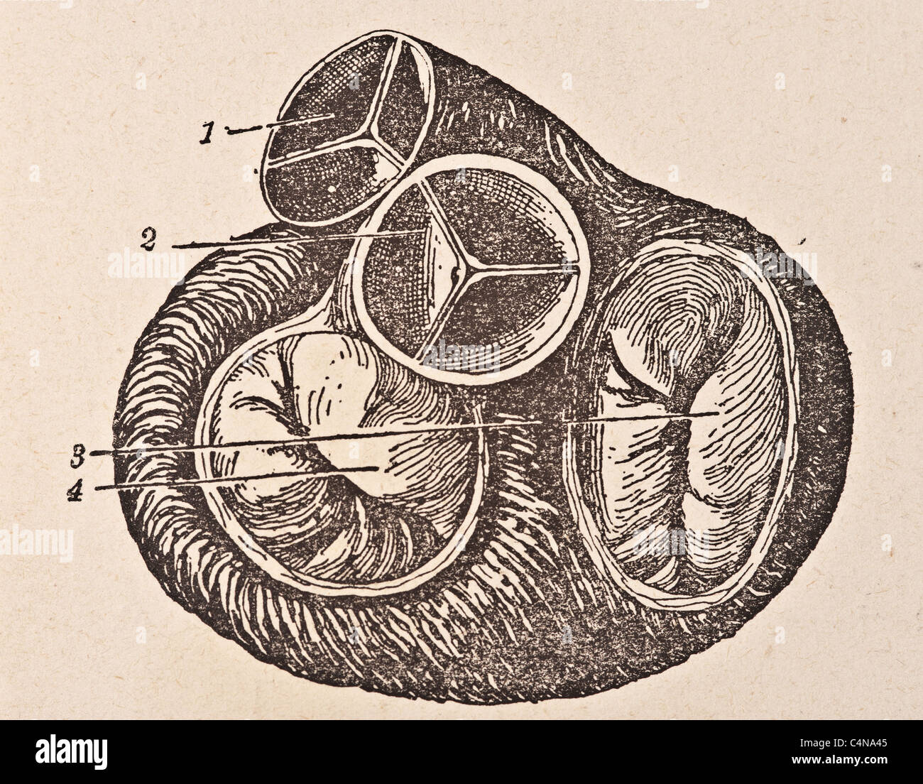 Antique medical illustration of a human heart and cardiovascular system ...