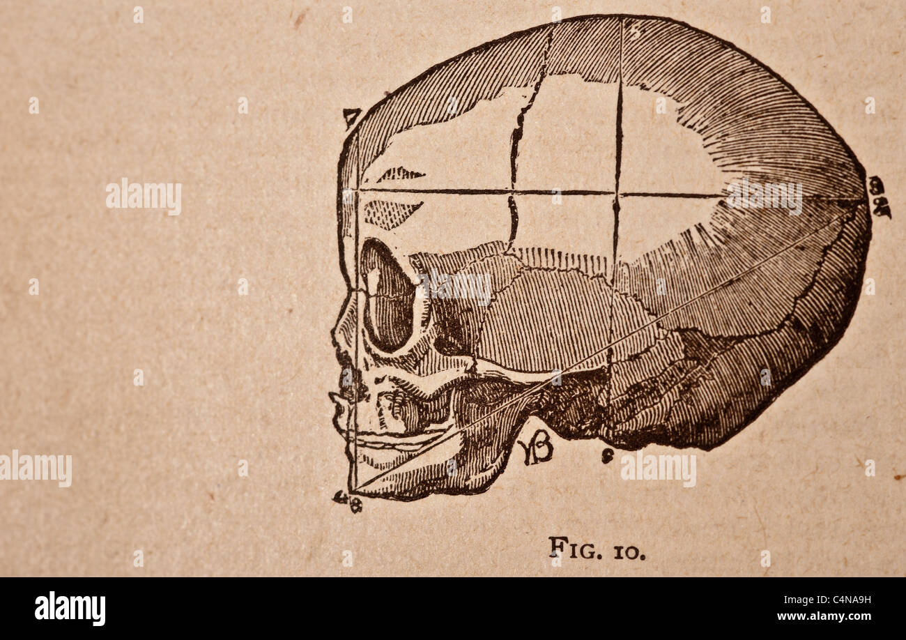 Antique medical illustration of skull, cranium, brain, head, face Stock ...