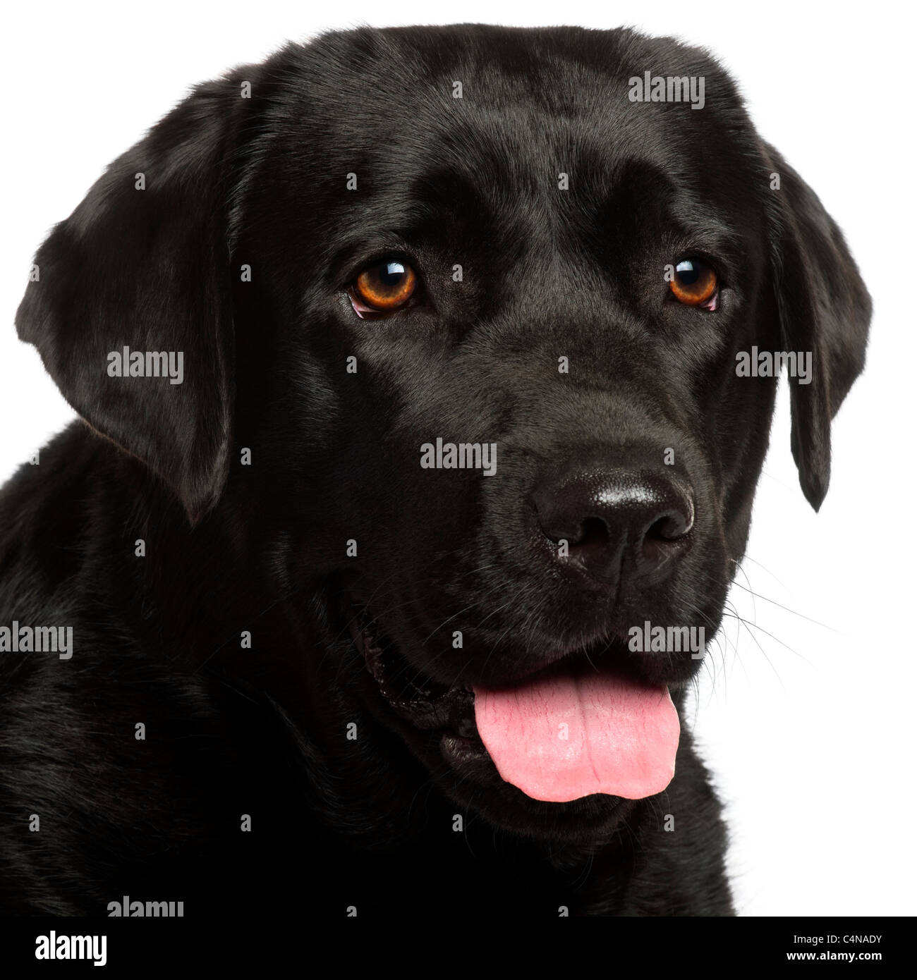 Close-up of Labrador Retriever, 3 years old, in front of white ...
